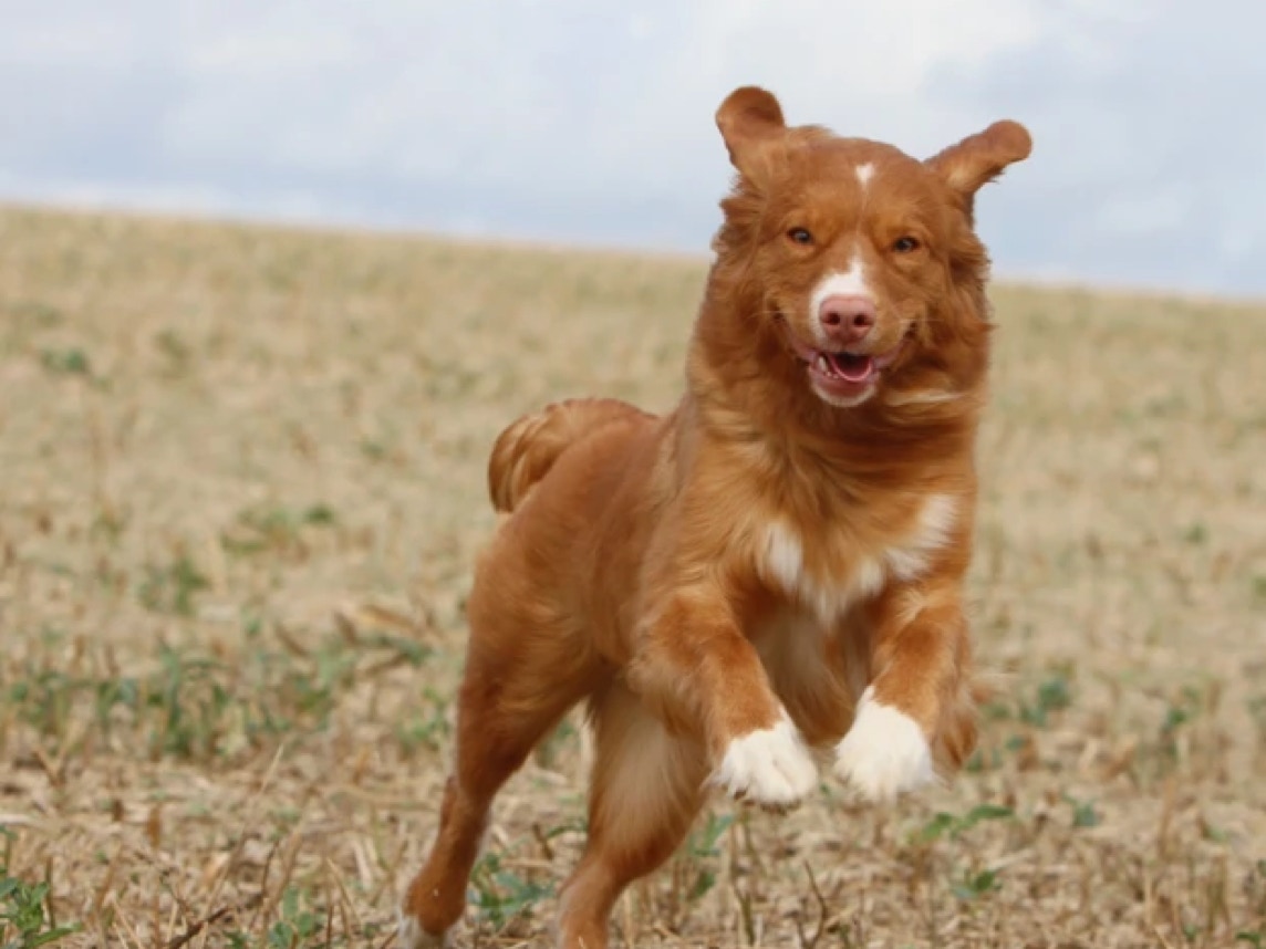 Puppy Red Maple Tollers